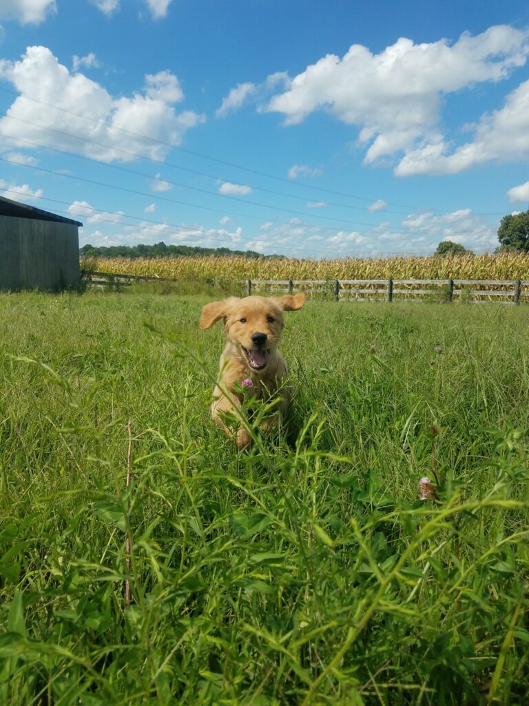 Super Puppy Program - Hosmer's Golden Retrievers